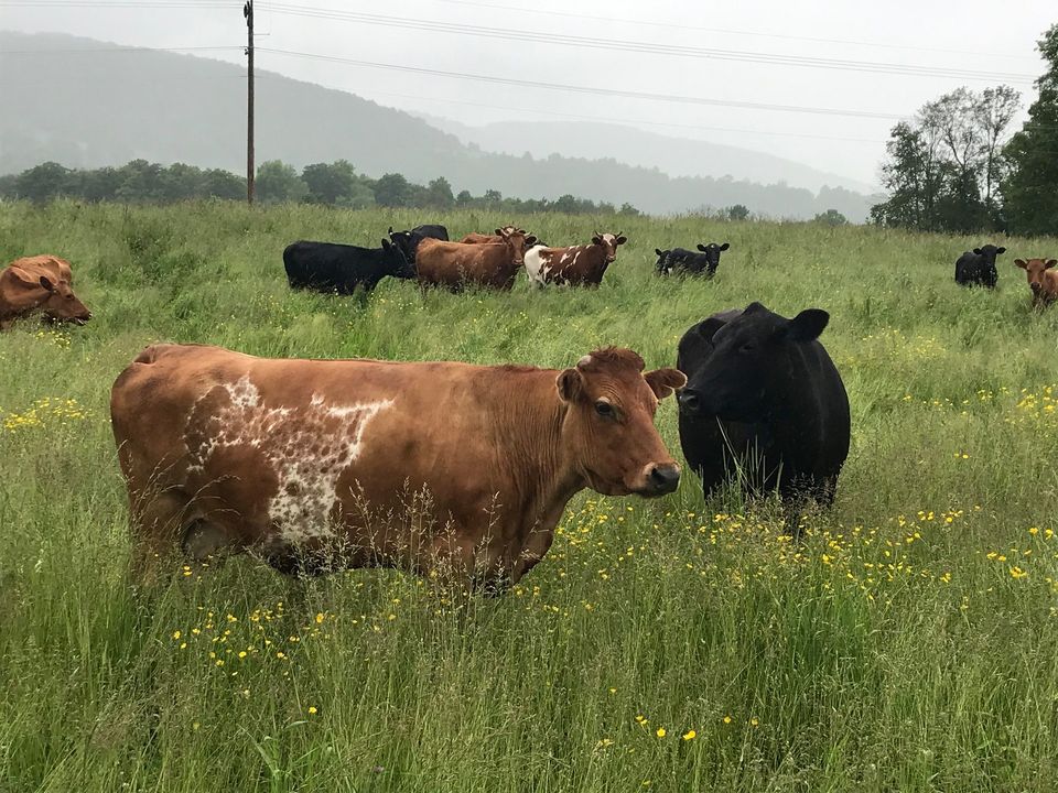 Milky Way Farms | Troy PA - Bradford County Tourism Promotion Agency